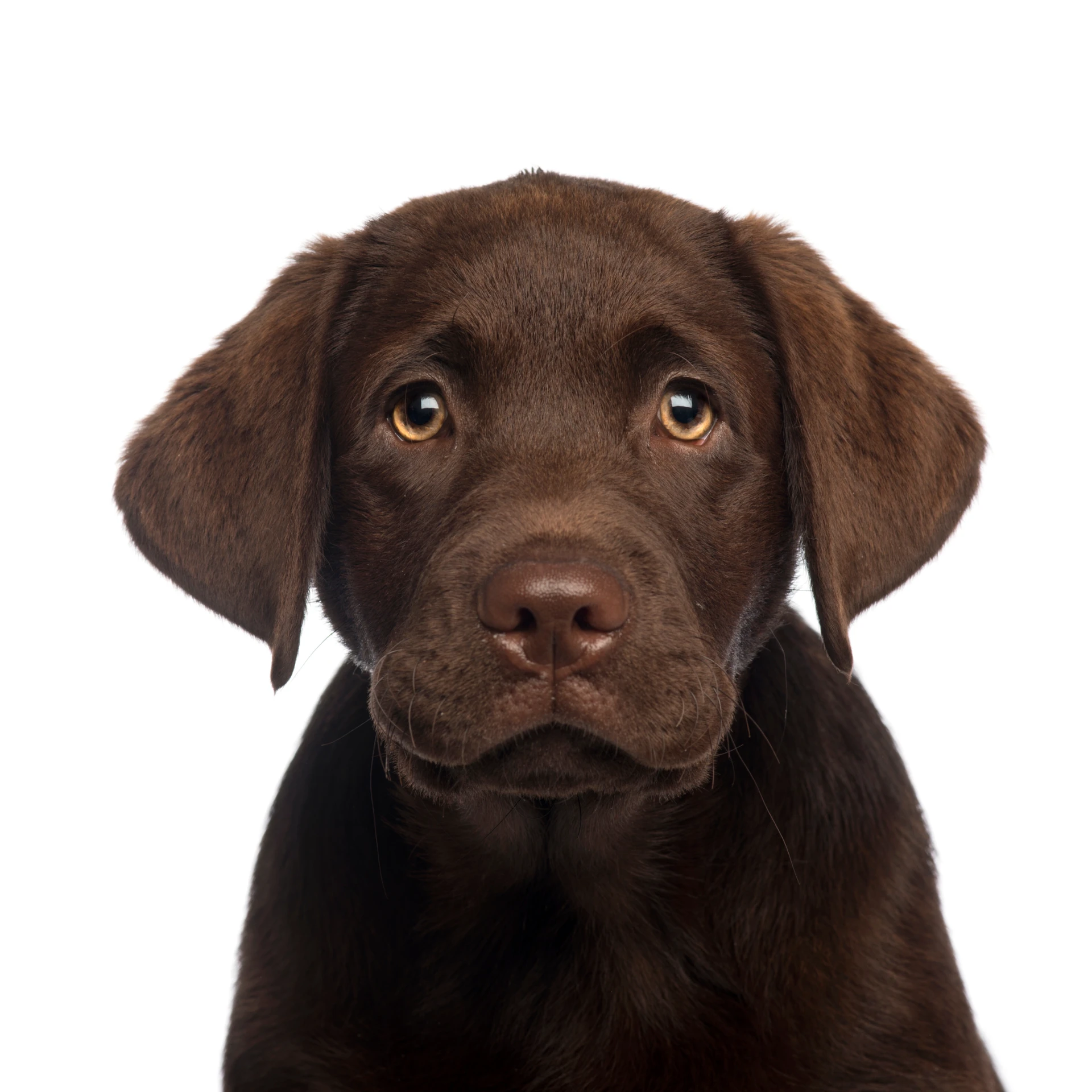 Puppy Schools - EAZY DOG TRAINING SYDNEY