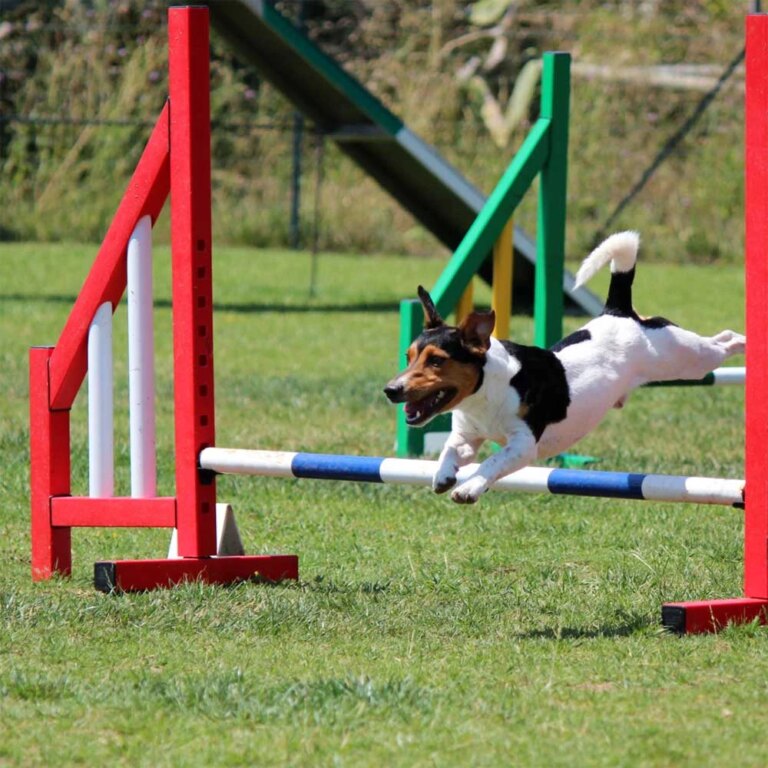 Dog Agility Class Sydney - Dog Beginner Agility Classes Sydney
