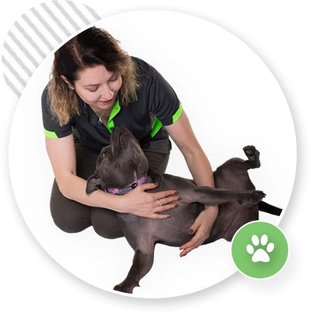 Dog Trainer in Sydney- EAZY DOG TRAINING SYDNEY
